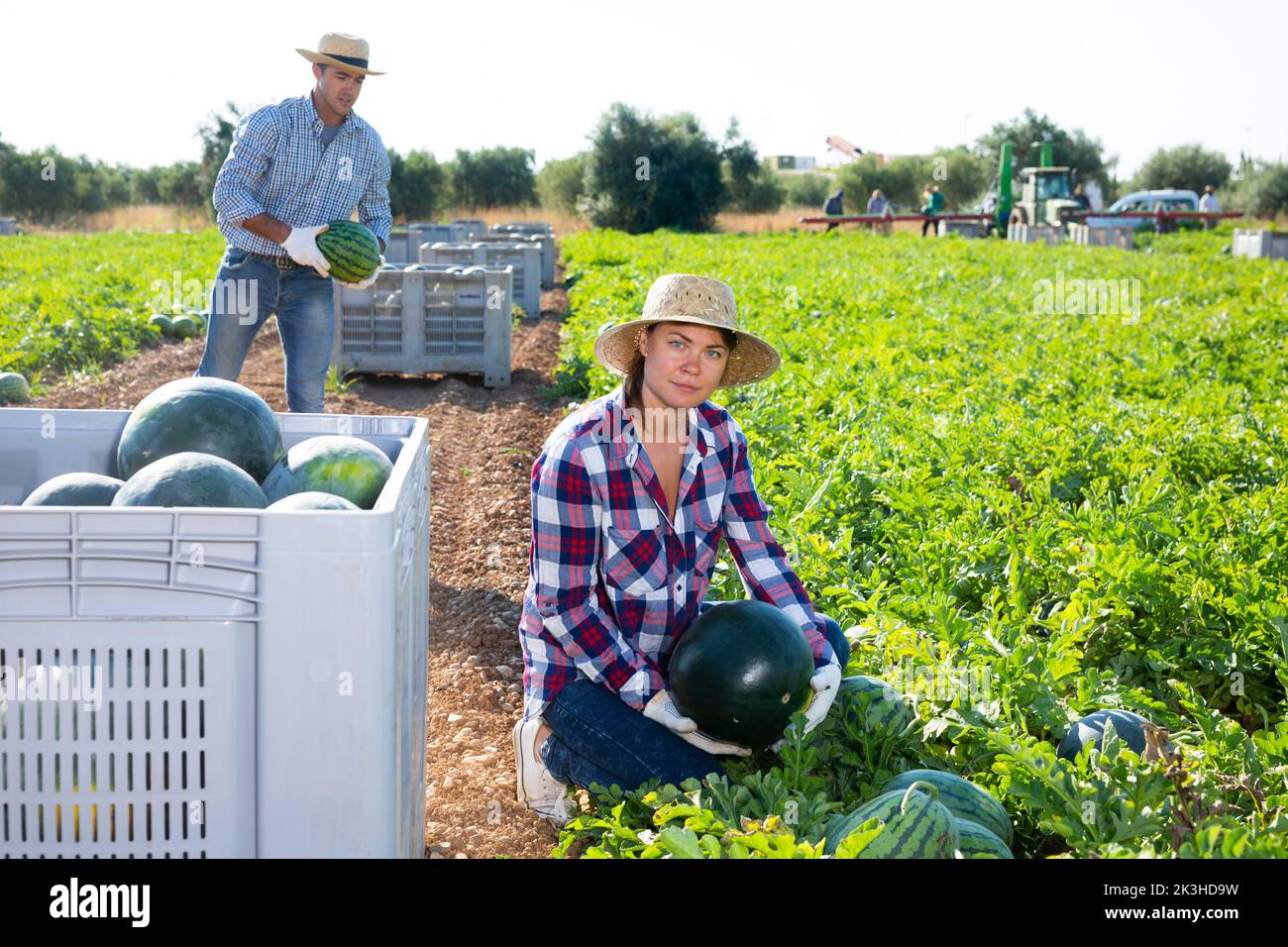 Watermelons on watermelon plantation hi-res stock photography and ...