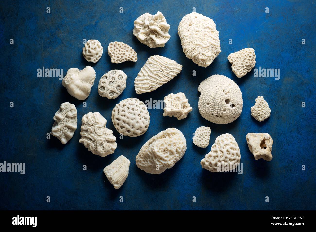 Collection of coral stones on a blue table Stock Photo - Alamy