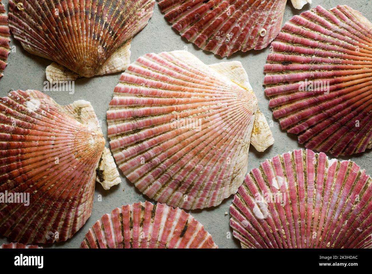 Collection of shells on a stone table Stock Photo - Alamy