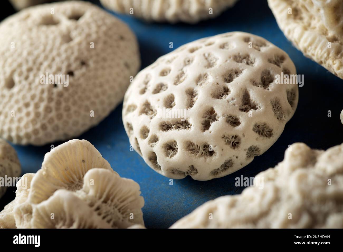 Collection of coral stones on a blue table Stock Photo - Alamy