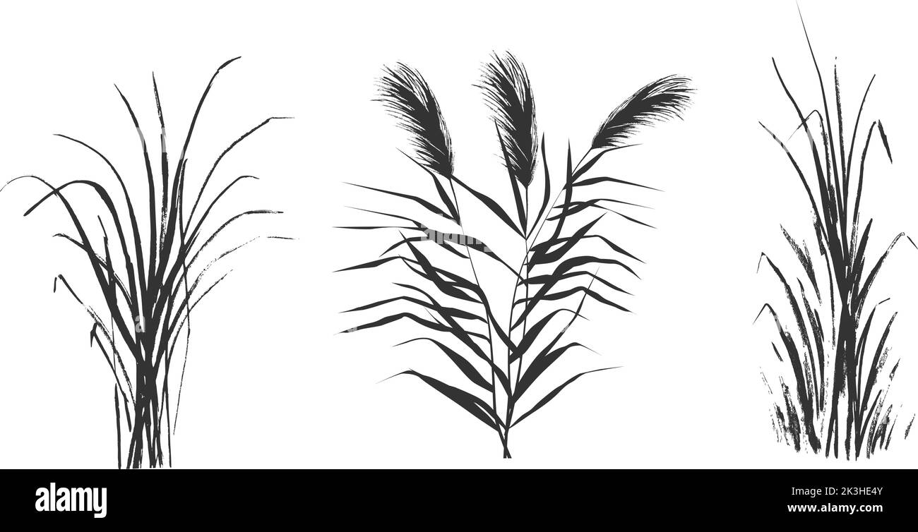 Isolated vector drawing.Image of a monochrome reed or bulrush on a ...