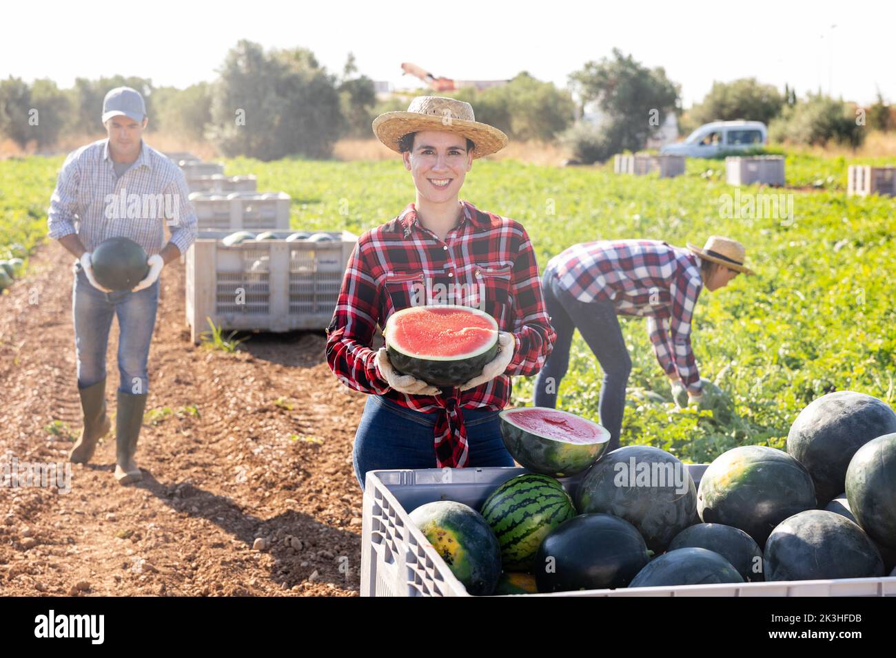 Farmer posing in field with watermelons crop Stock Photo - Alamy