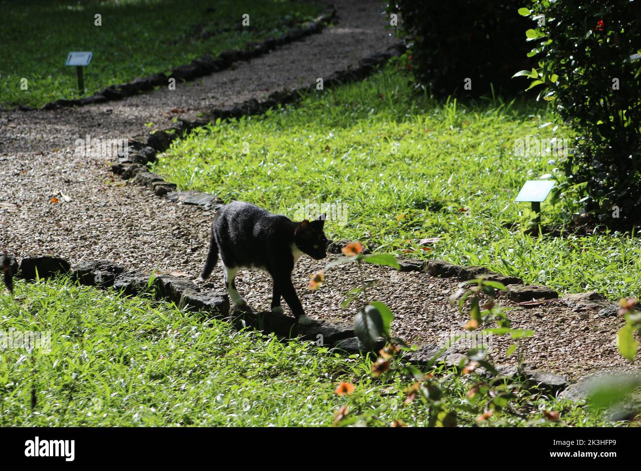 a black and white cat walking on a path edge with gravel and grass in ...