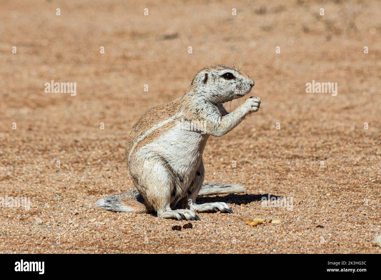 A Namibian Ground Squirrel, Xerus Inauris, enjoying her breakfast ...