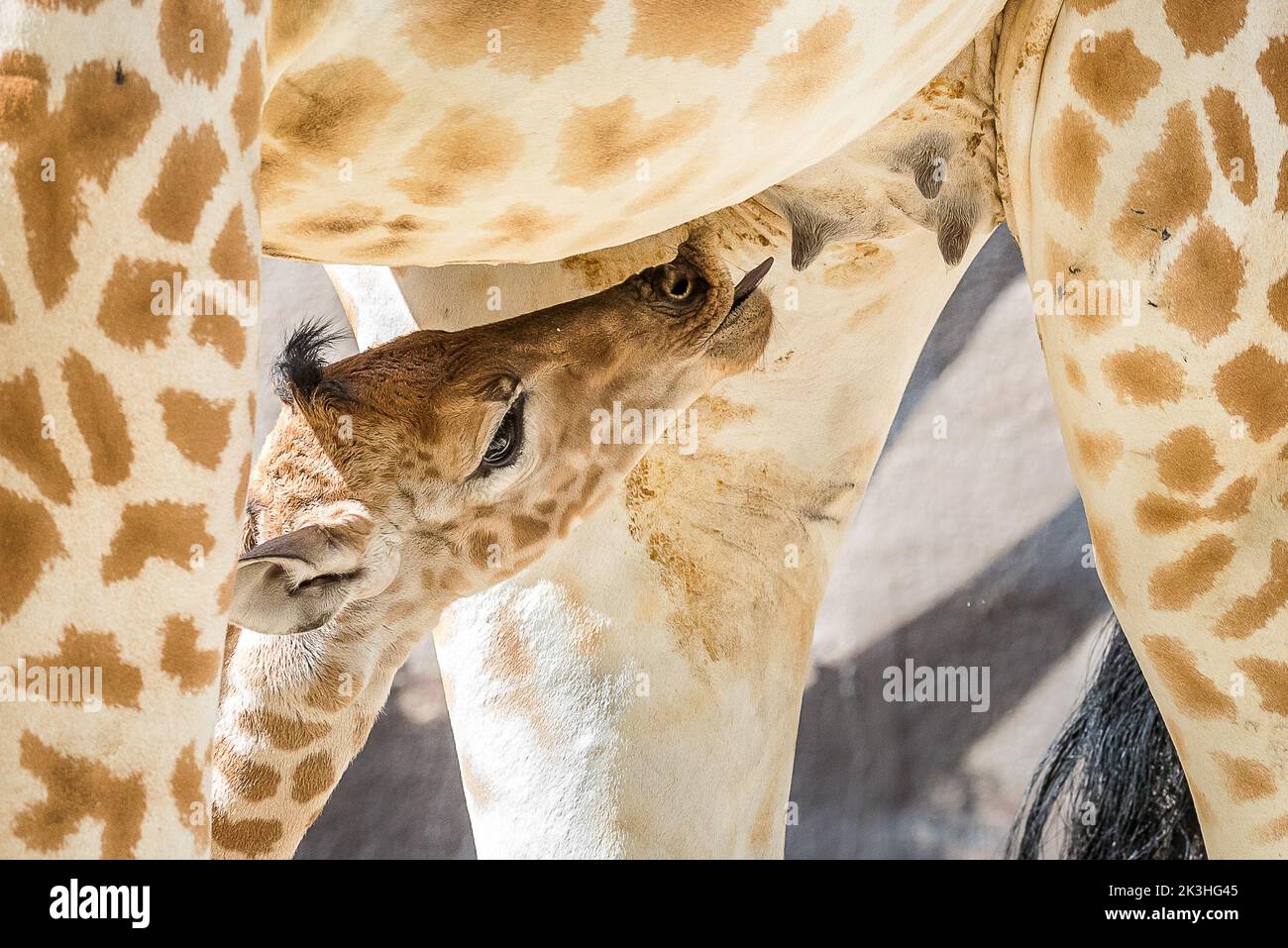 Giraffe baby suckling Stock Photo - Alamy