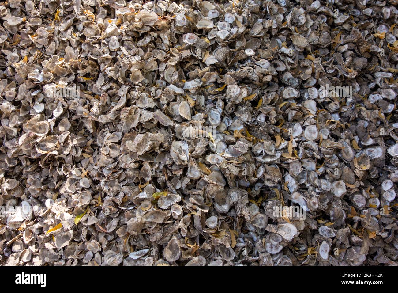 close up of a pile of oyster shells in the sun shine Stock Photo - Alamy