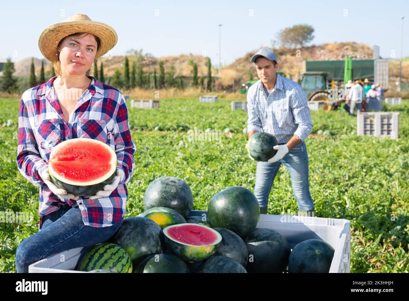 Woman gathering ripe watermelons on plantation Stock Photo - Alamy