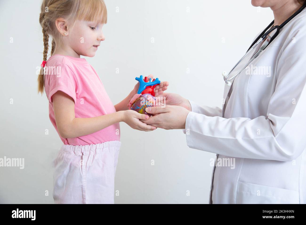 The doctor a pediatric cardiologist holds a model of a human heart in ...