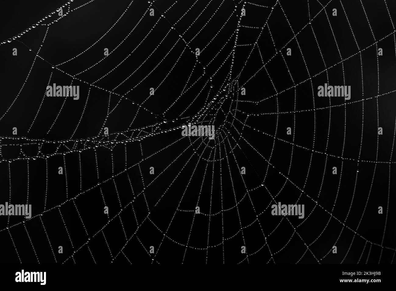 Spiders web no background Black and White Stock Photos & Images - Alamy