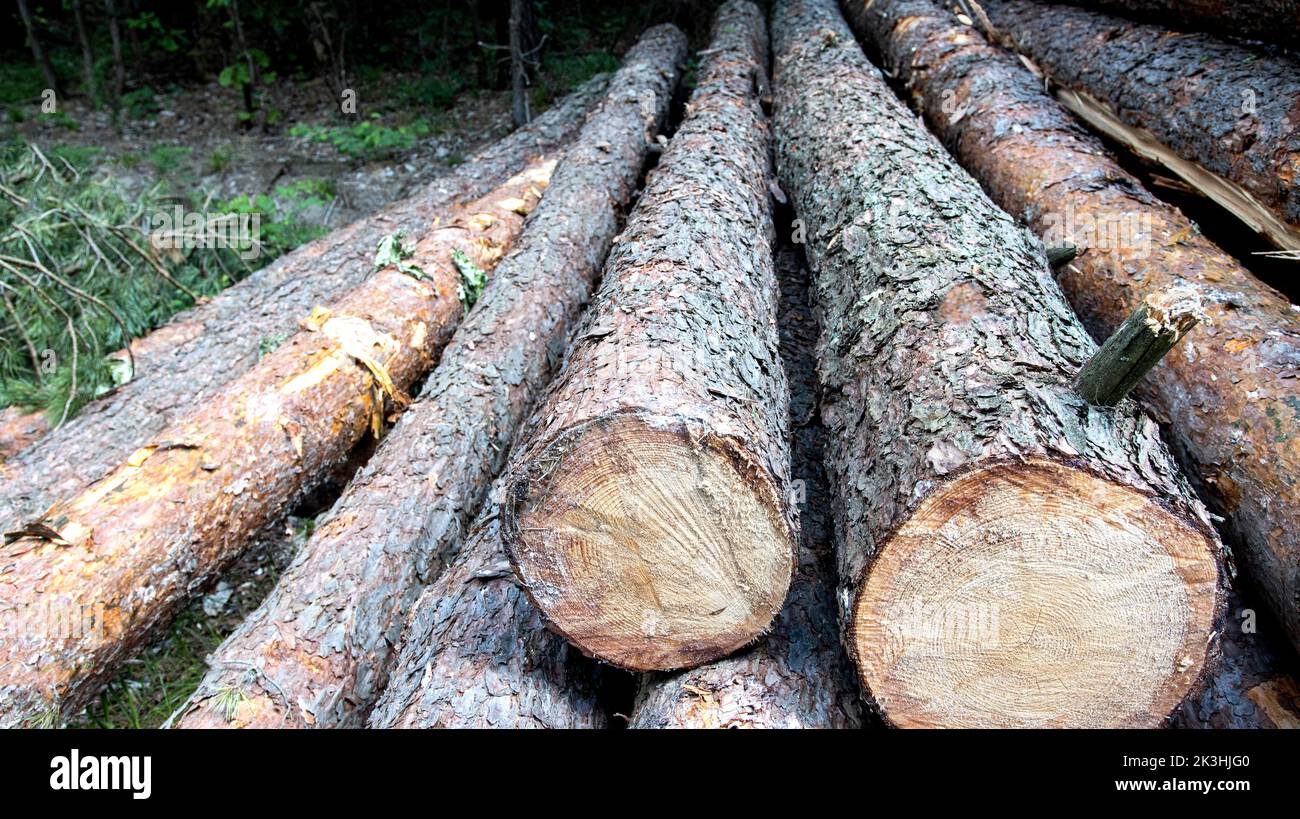 A pile of round logs of pine trees lies in the forest in summer. Pine ...
