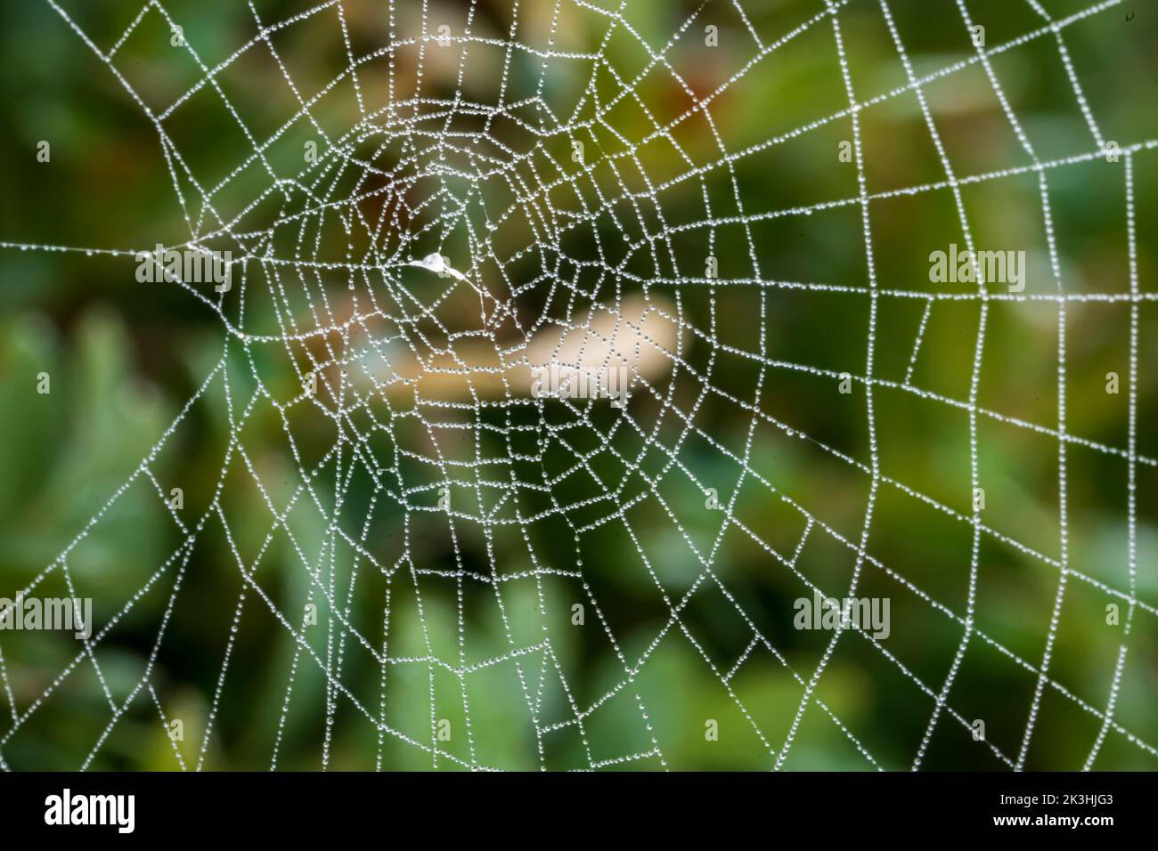 Indian spiders hi-res stock photography and images - Alamy