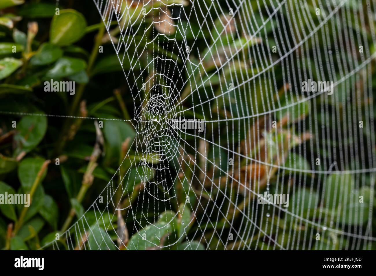Close-up of a spider web with dew drops against a green background ...