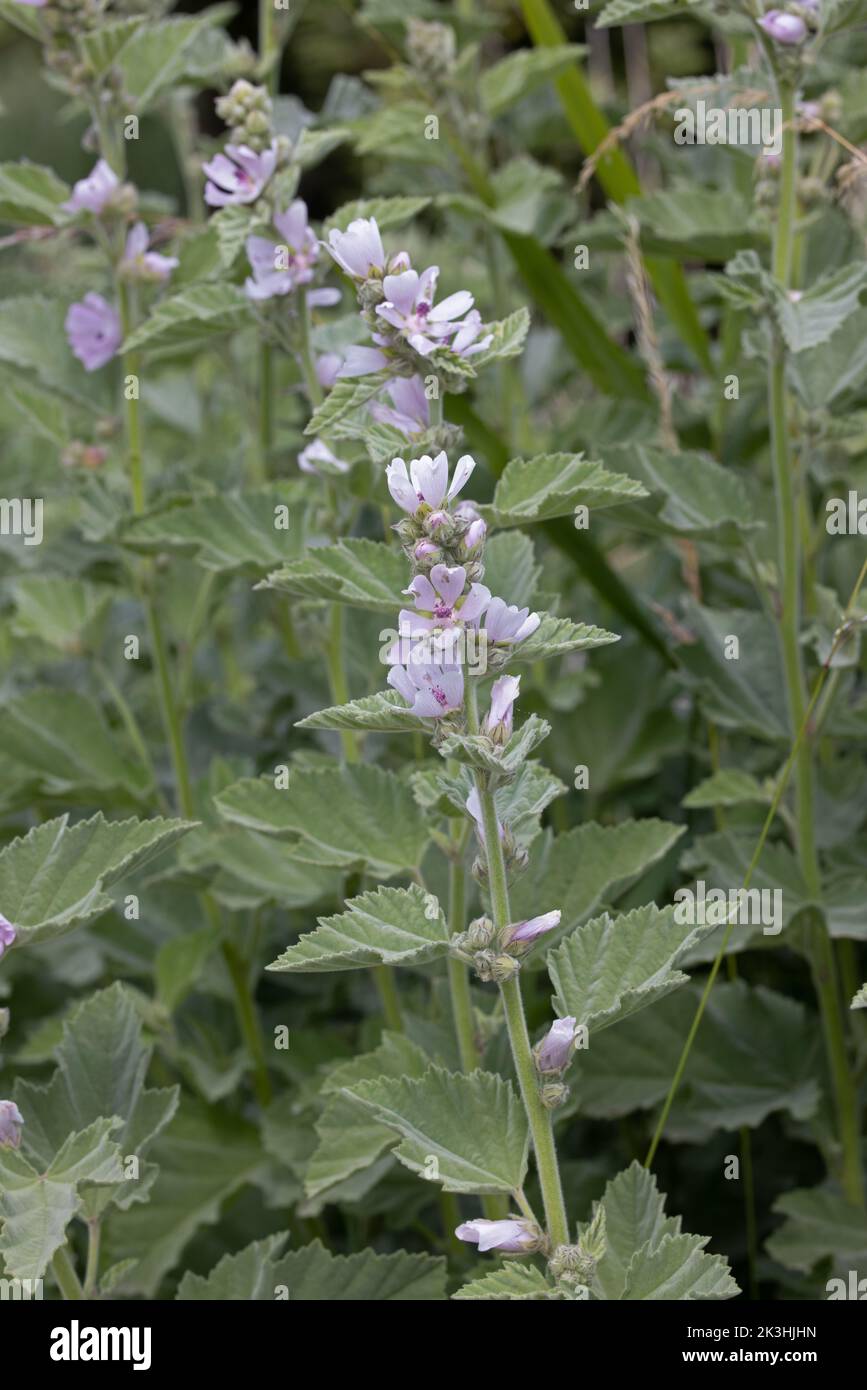 Marsh Mallow (Althaea officinalis) Suffolk GB July 2022 Stock Photo - Alamy