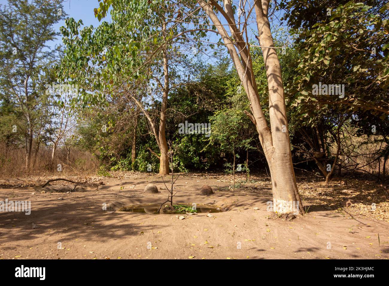 Large dry fallen tree in hi-res stock photography and images - Alamy