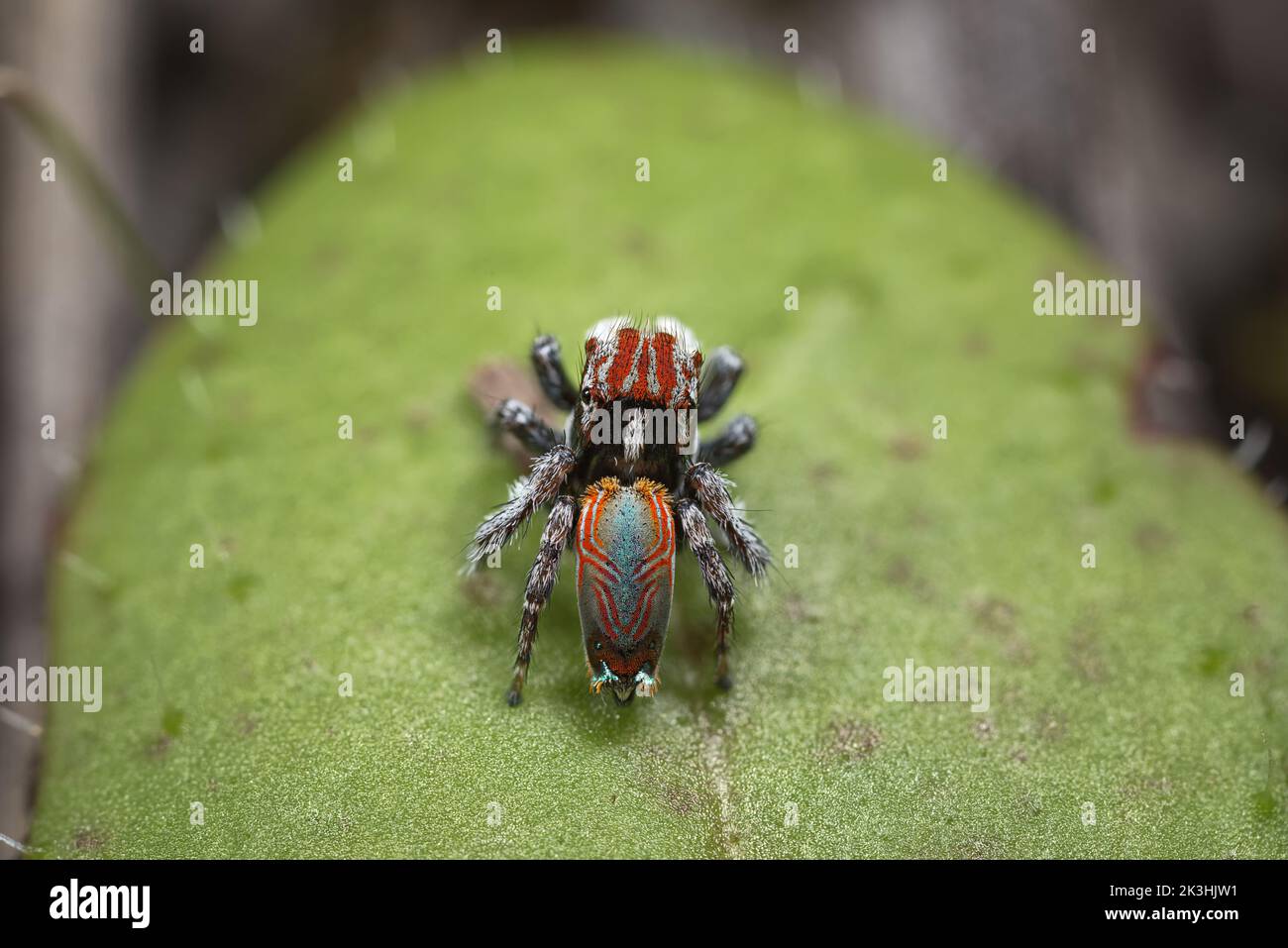 Maratus electricus hi-res stock photography and images - Alamy