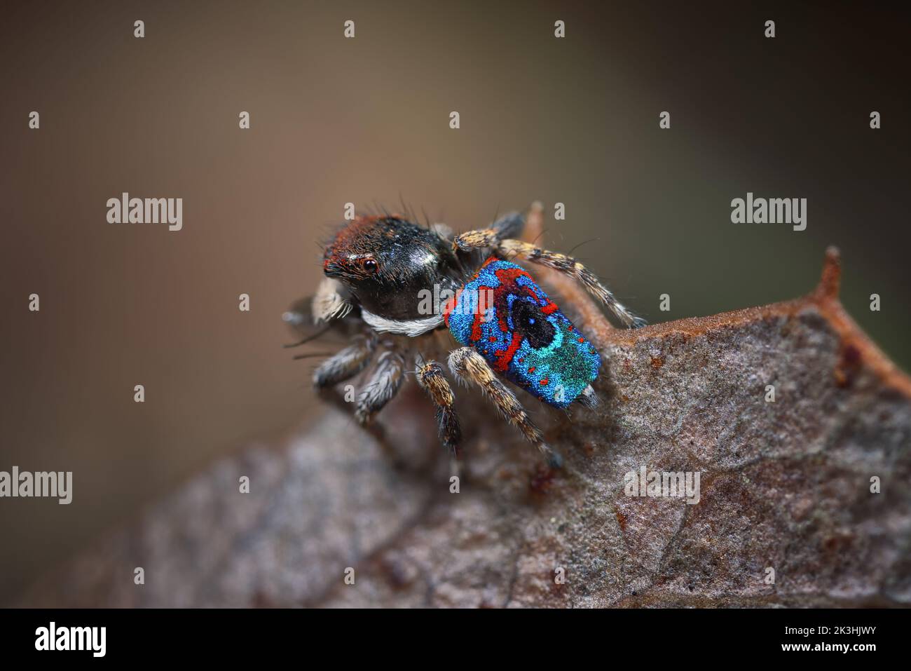 Male Peacock spider, Maratus mungaich, in his breeding plumage Stock ...