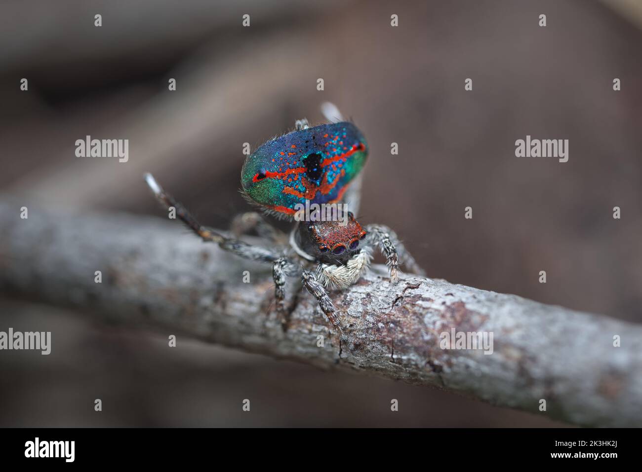Male Peacock spider, Maratus mungaich, displaying for a female Stock ...