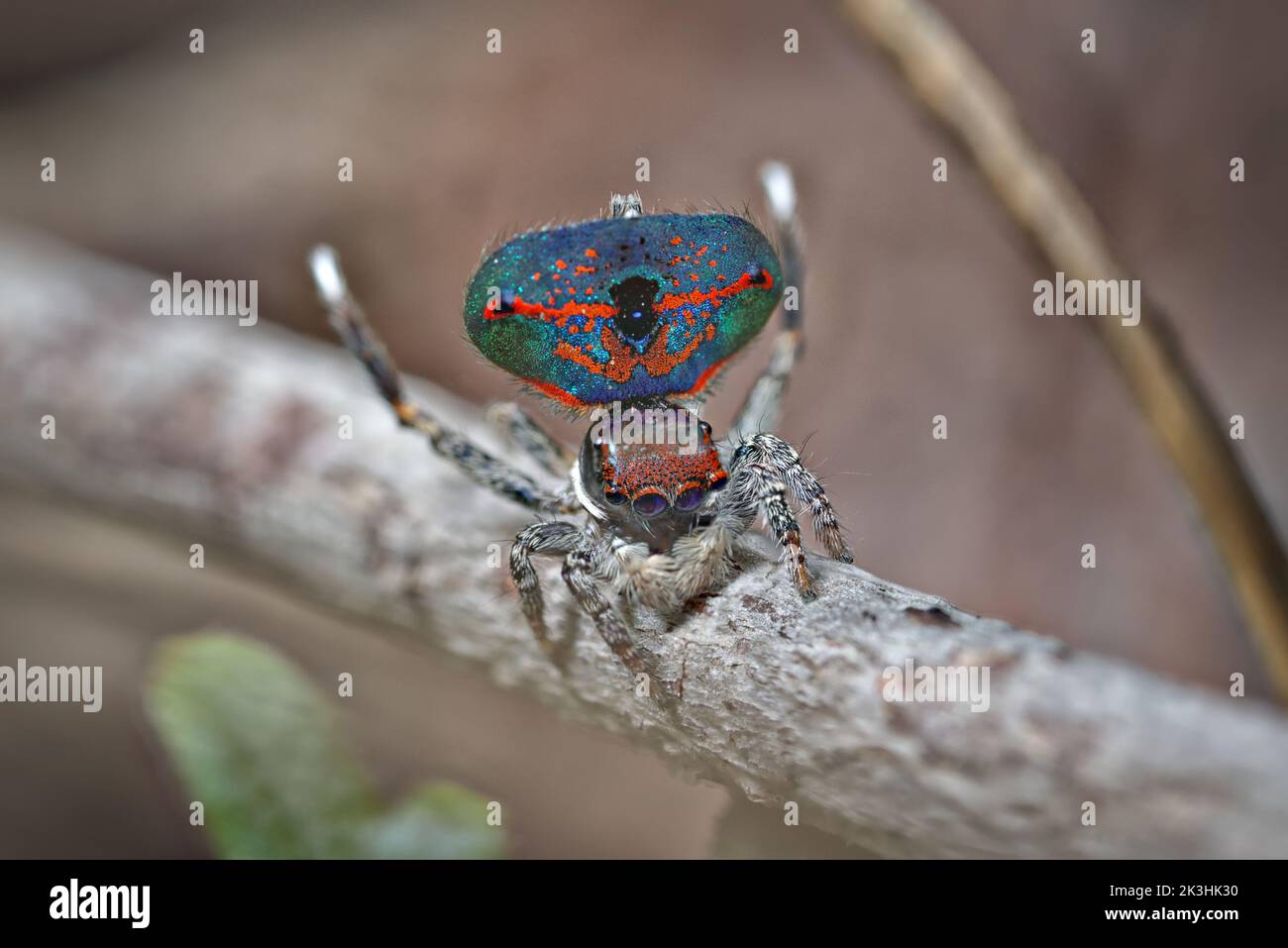 Male Peacock spider, Maratus mungaich, displaying for a female Stock ...