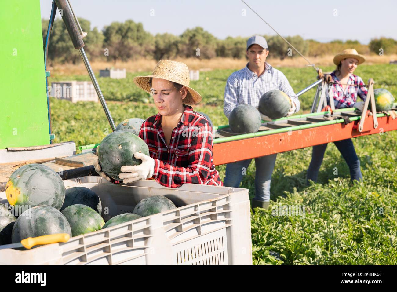 Female farmer stacking harvested watermelons on field Stock Photo - Alamy