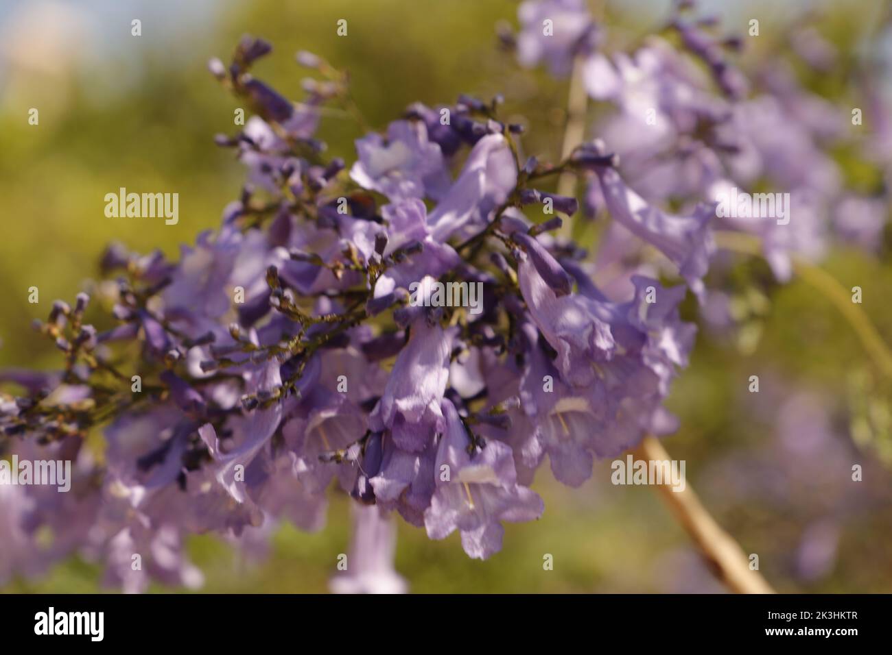 Violet blossoming jacaranda trees hi-res stock photography and images ...