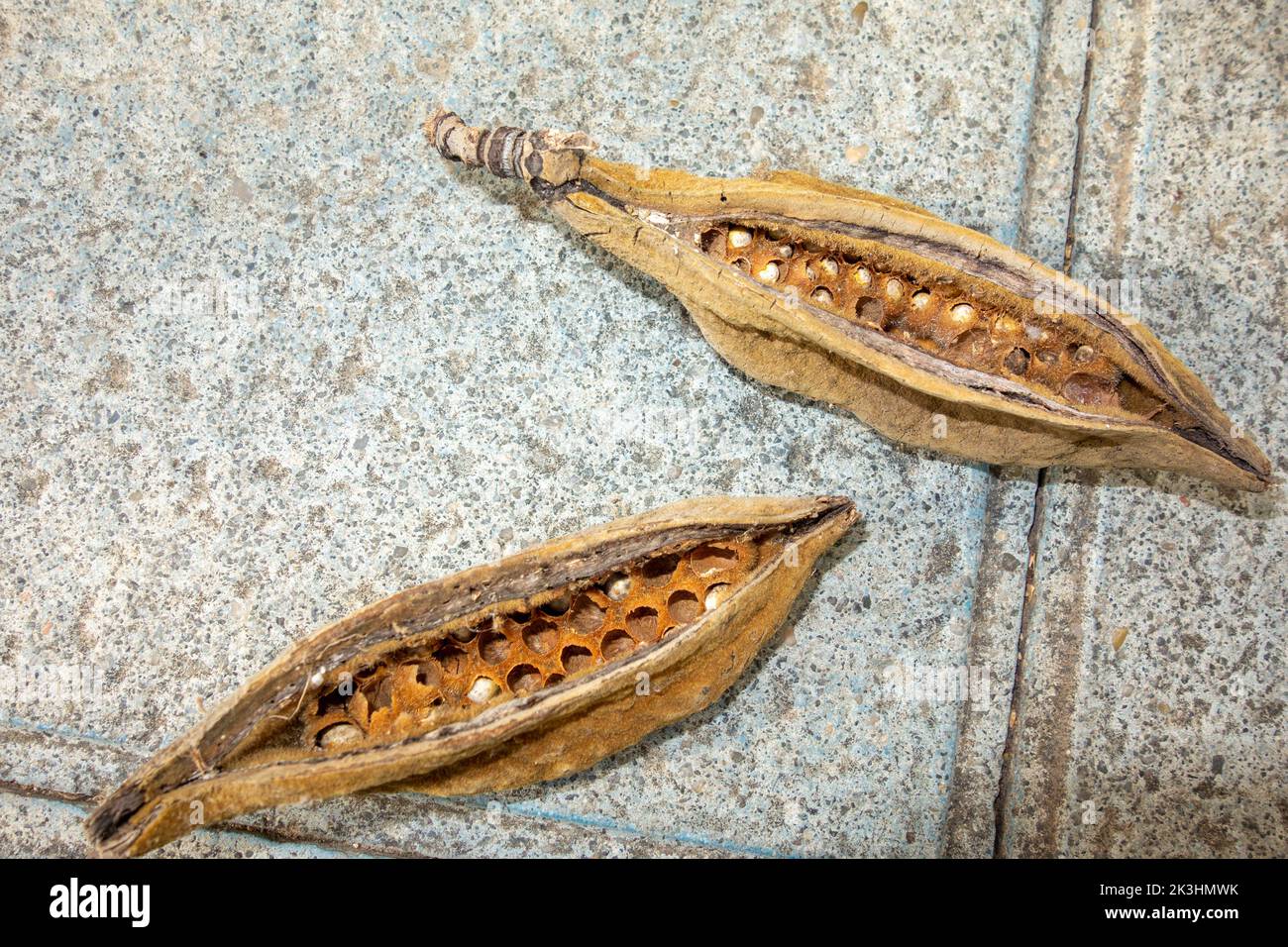 two strange seed pods on a grey cement stone Stock Photo - Alamy