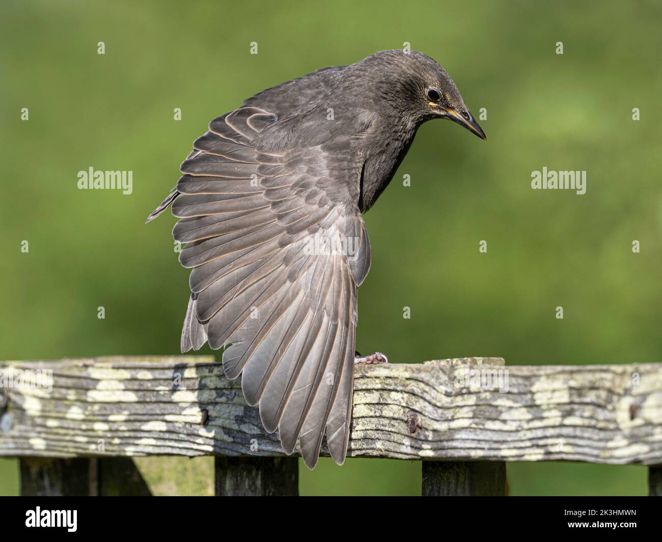 Starling, Sturnus vulgaris, fledgling chick stretching wings Norfolk ...