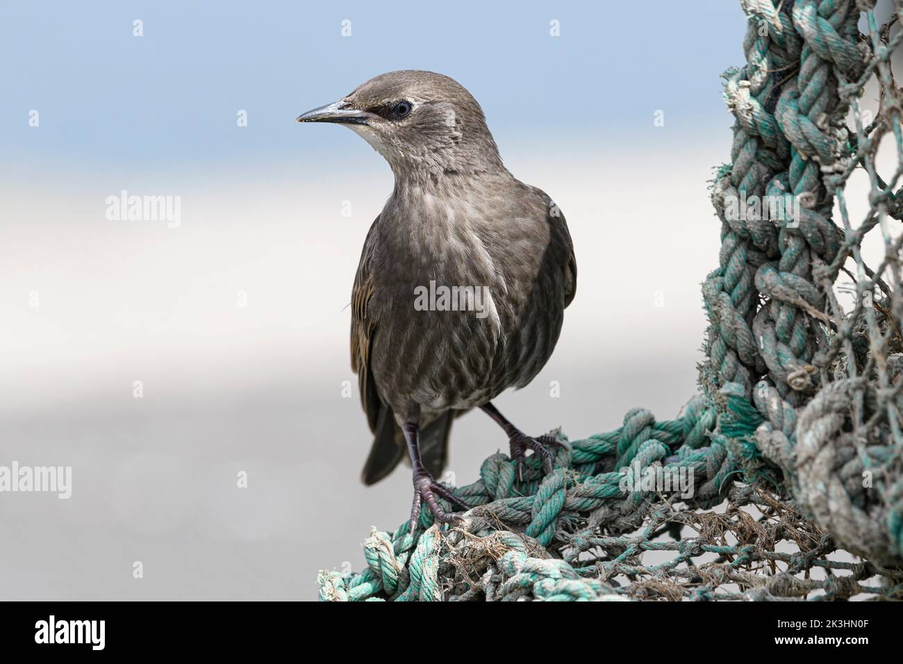 Starling, Sturnus vulgaris, young bird sat on a crab pot Amble ...
