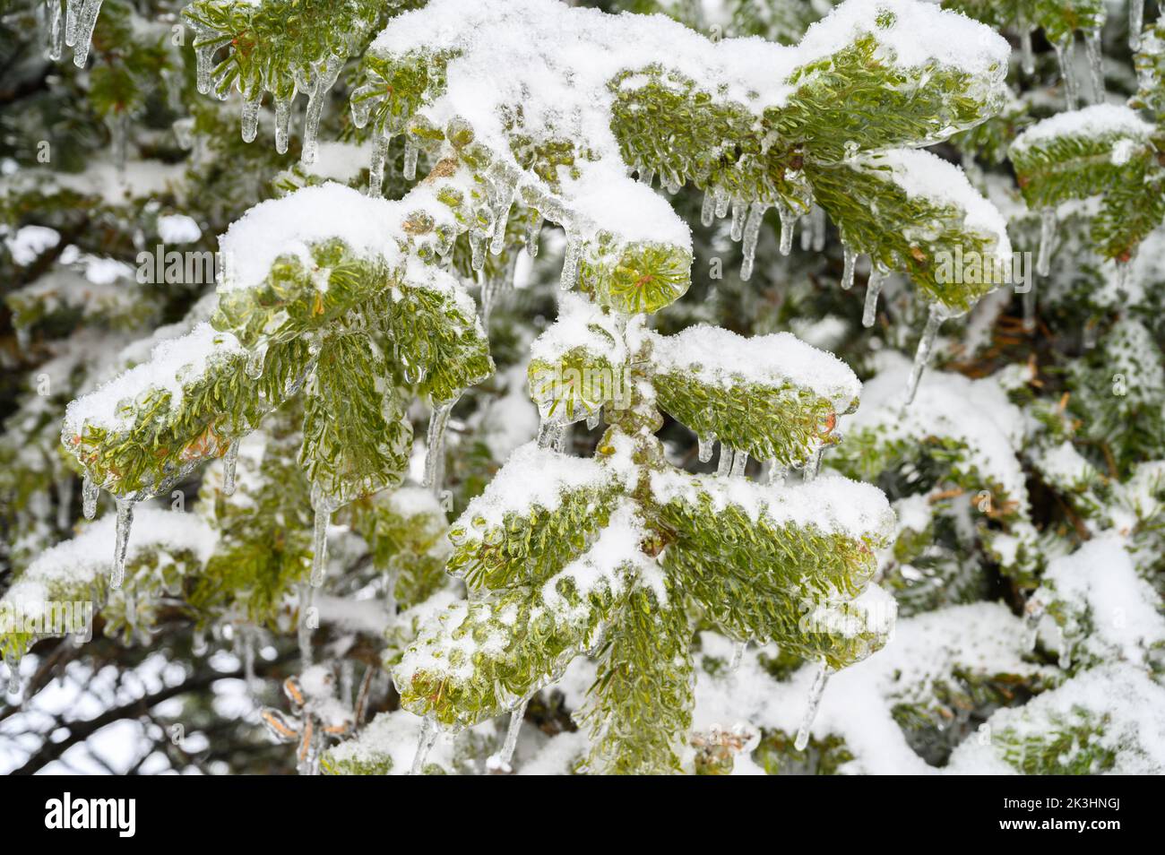 Tree branches are covered with a crust of ice after icy rain. Natural ...