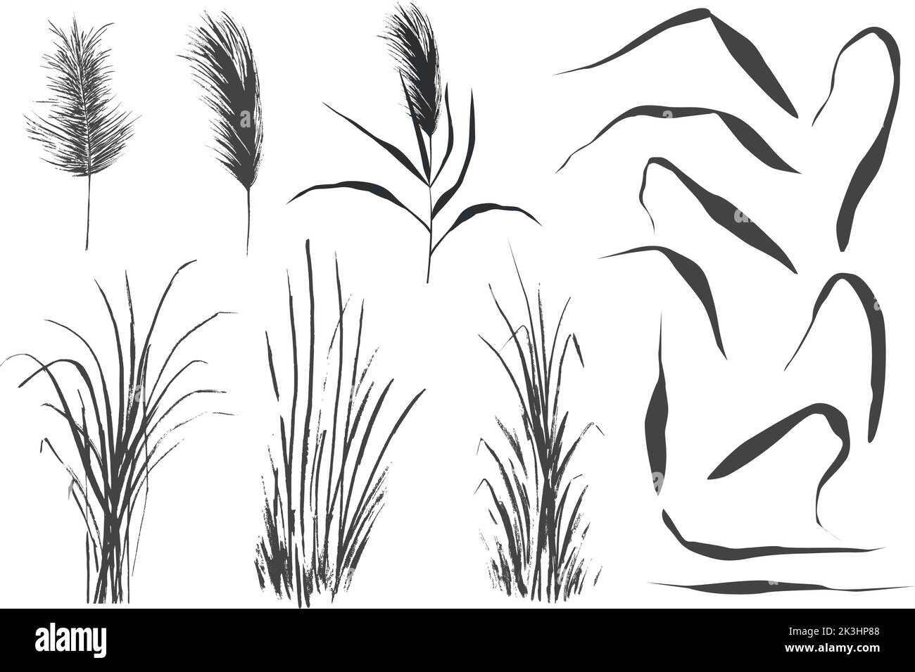 Isolated vector drawing.Image of a monochrome reed or bulrush on a ...