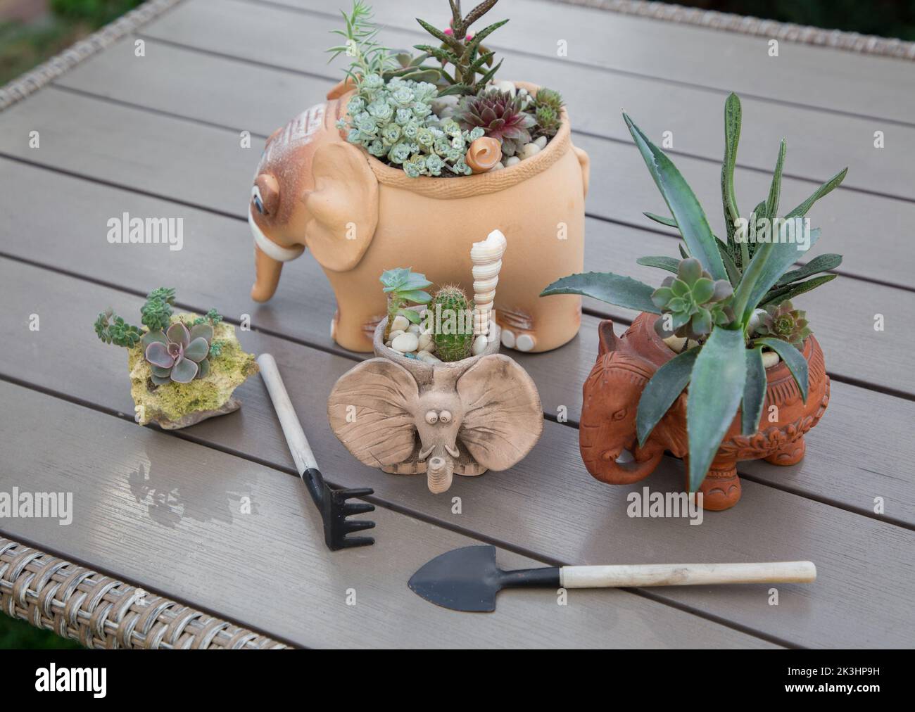 Various types of succulents planted in ceramic clay beautiful pots in ...