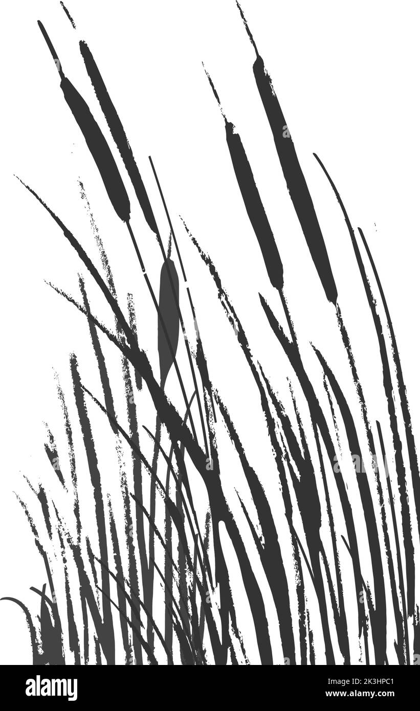 Isolated vector drawing.Image of a monochrome reed or bulrush on a ...