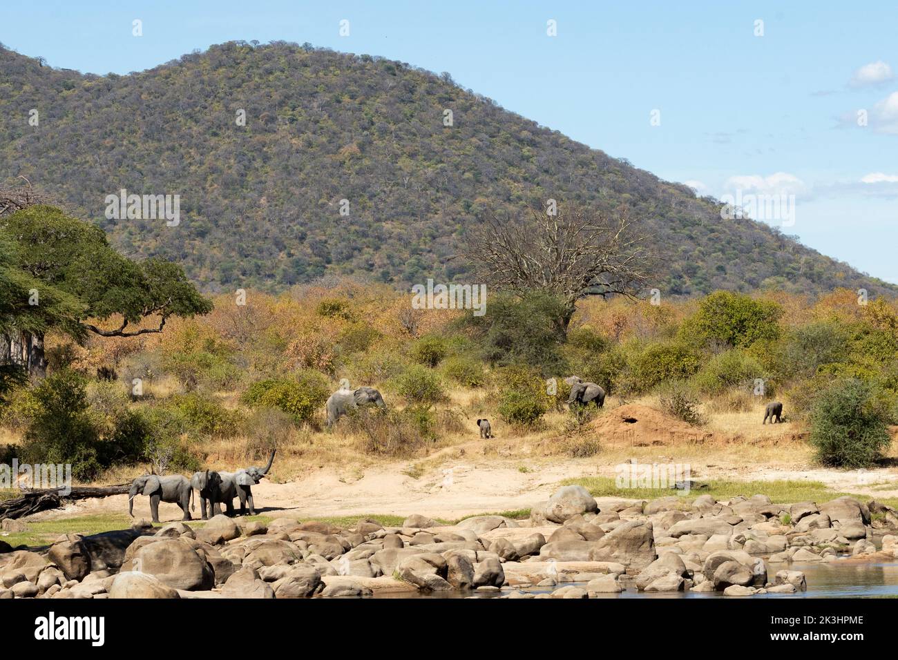Elephants emerge from the drying bush to drink, wallow and socialise at ...