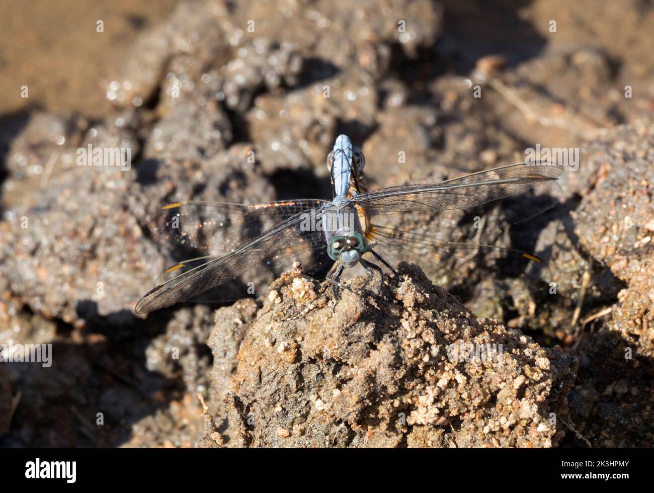 A pair of mating Julia Skimmer dragonflies rest at the water's edge ...