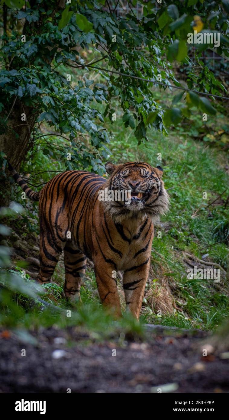 Joao is a bengal tiger. Dudley, UK: AN AMUSING shot shows how this ...
