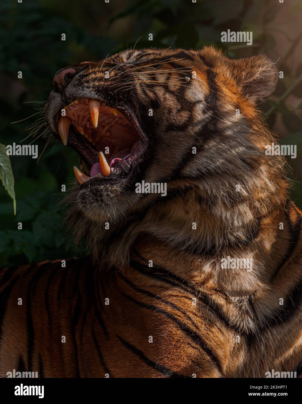 Joao is nicknamed king of Dudley. Dudley, UK: AN AMUSING shot shows how ...