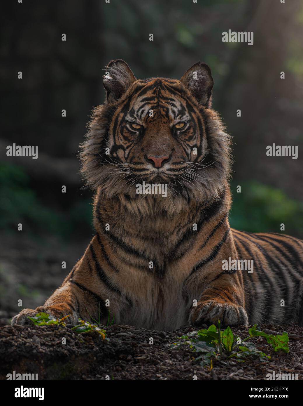 The grumpy girl is Daseep, aka Queen of Dudley. Dudley, UK: AN AMUSING ...