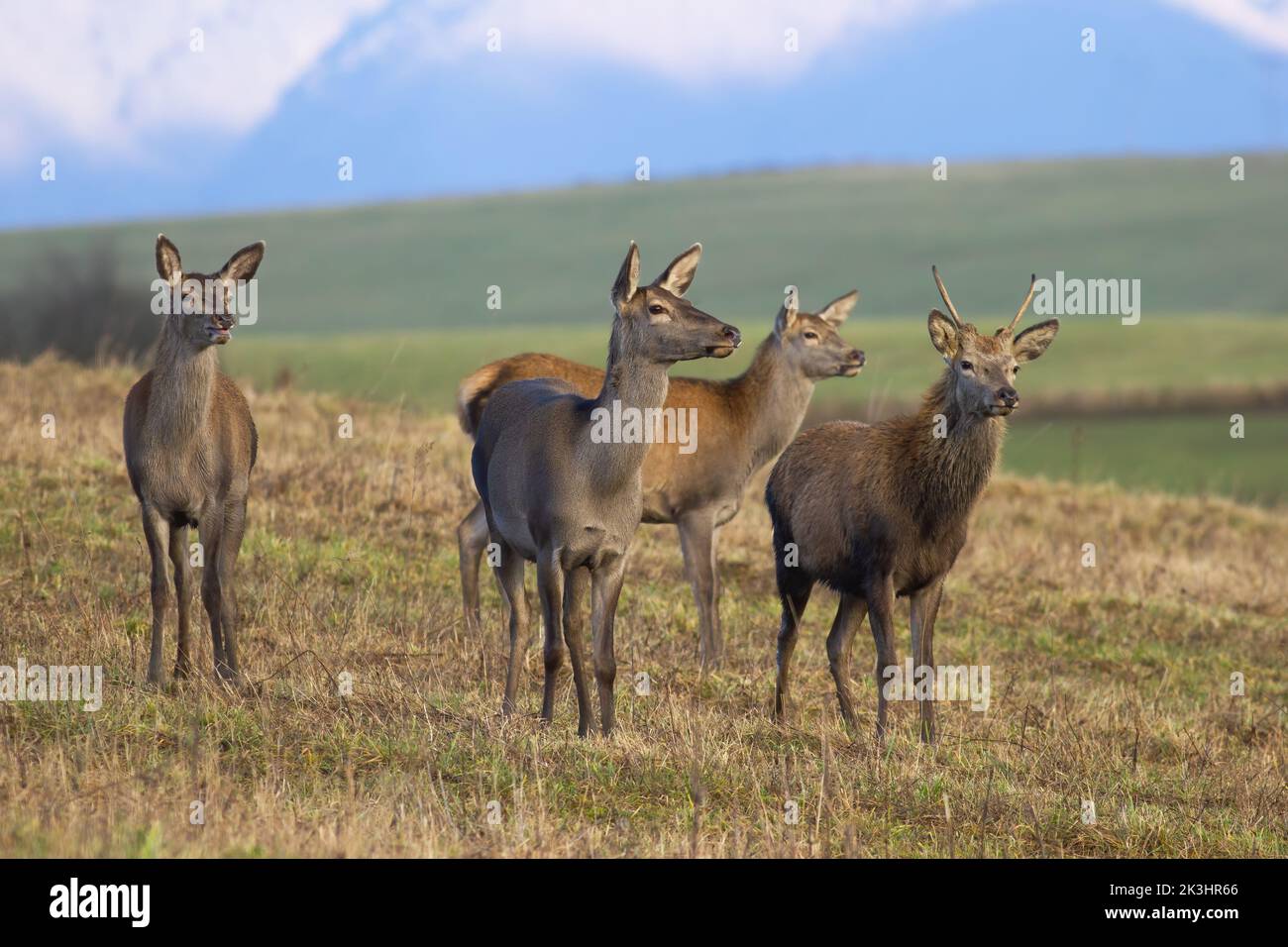 Grassland habitat multiple wildlife hi-res stock photography and images ...