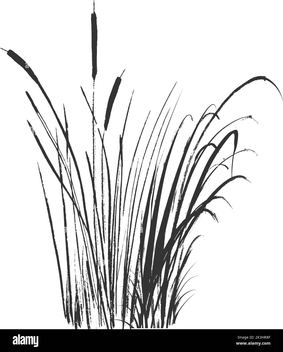 Isolated vector drawing.Image of a monochrome reed or bulrush on a ...