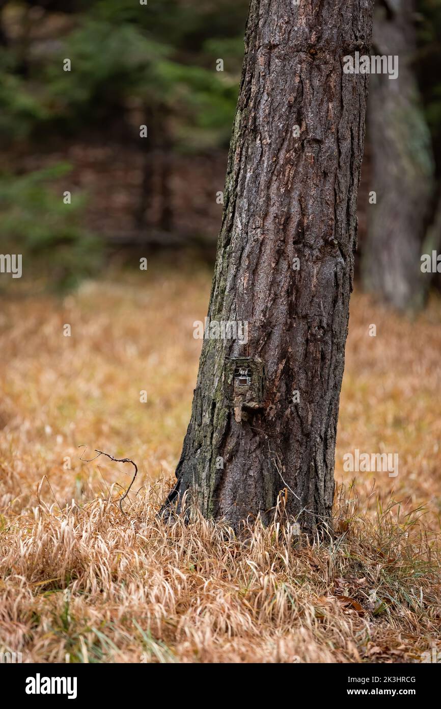 Camera trap locked in a protective box camouflaged by bark on a tree ...