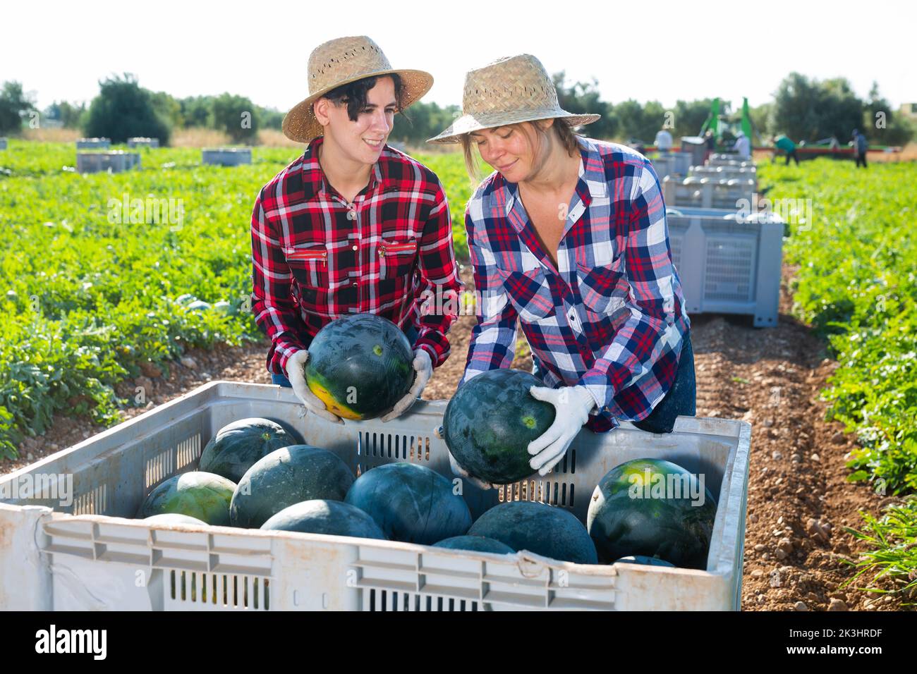 Two positive women with watermelons in their hands on farmer field ...