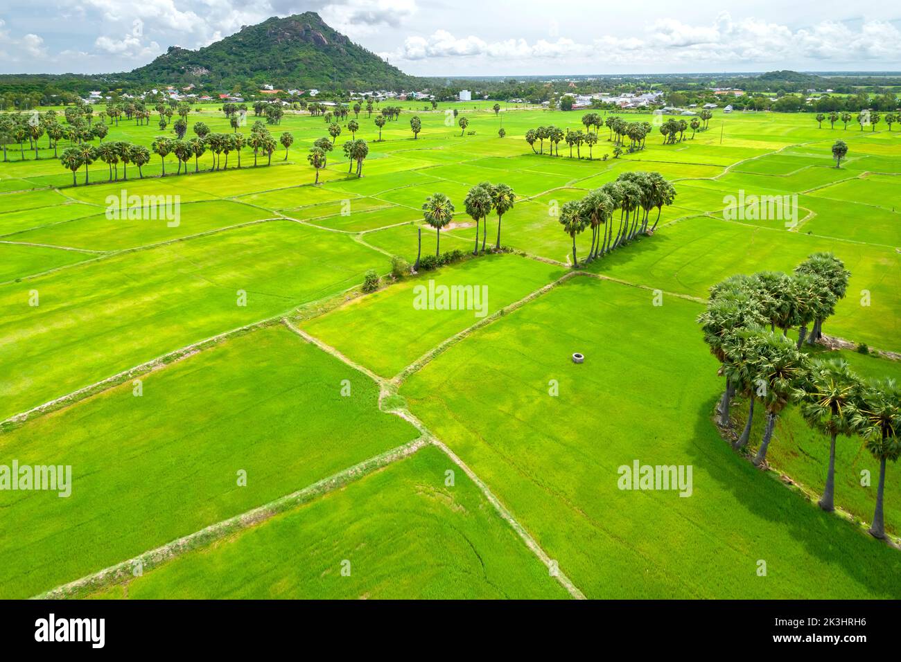 Ta Pa rice fields are beautiful in the morning, interspersed with ...