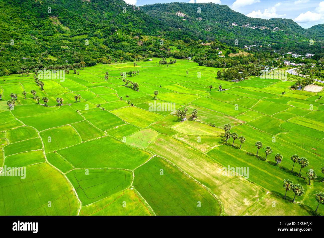 Ta Pa rice fields are beautiful in the morning, interspersed with ...