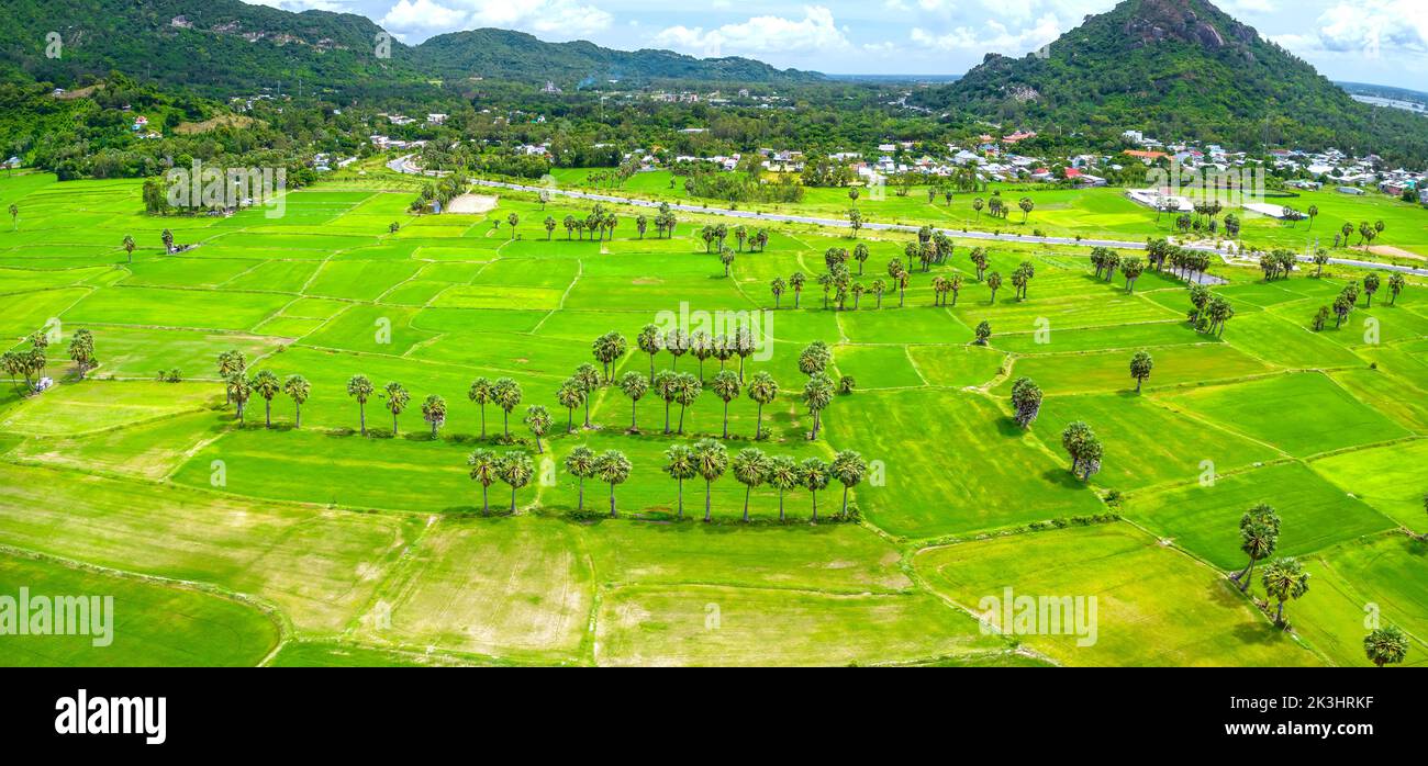 Ta Pa rice fields are beautiful in the morning, interspersed with ...