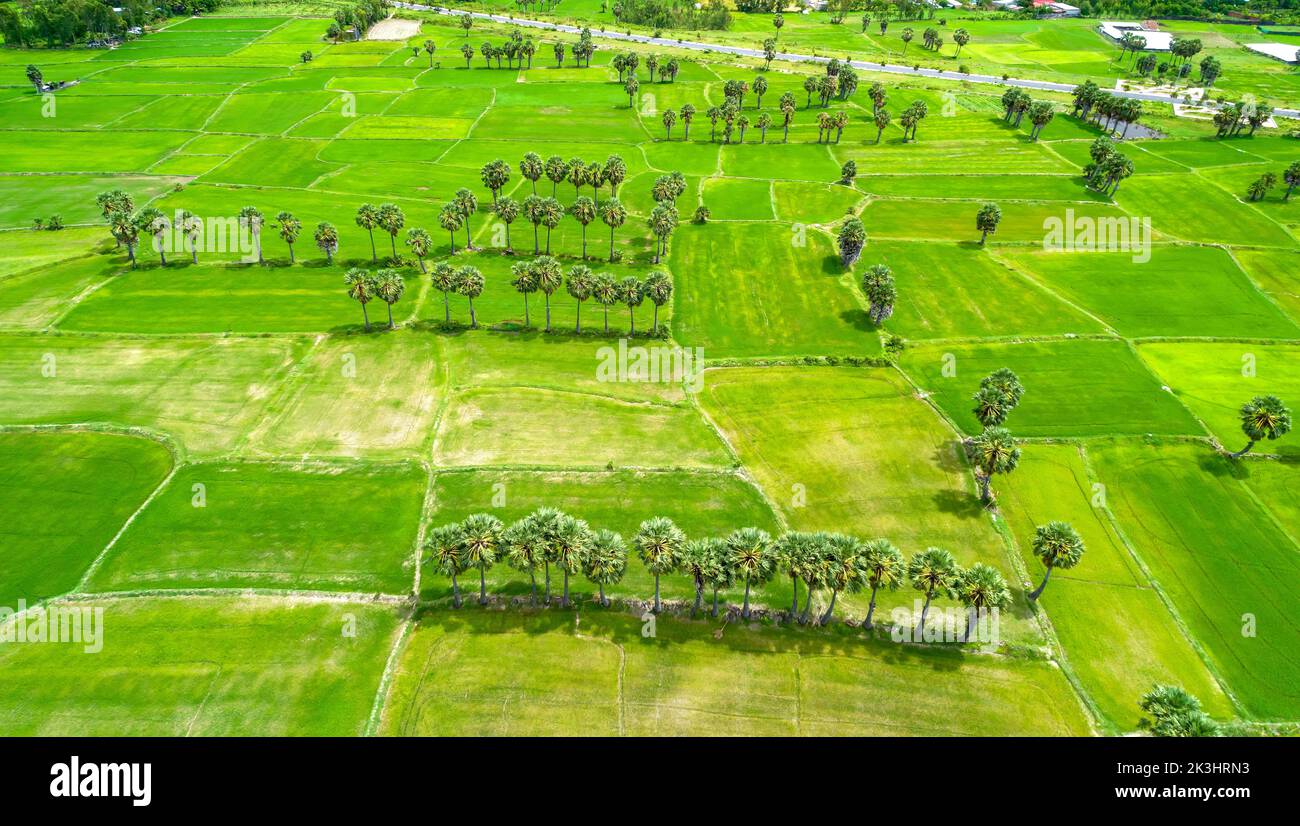 Ta Pa rice fields are beautiful in the morning, interspersed with ...