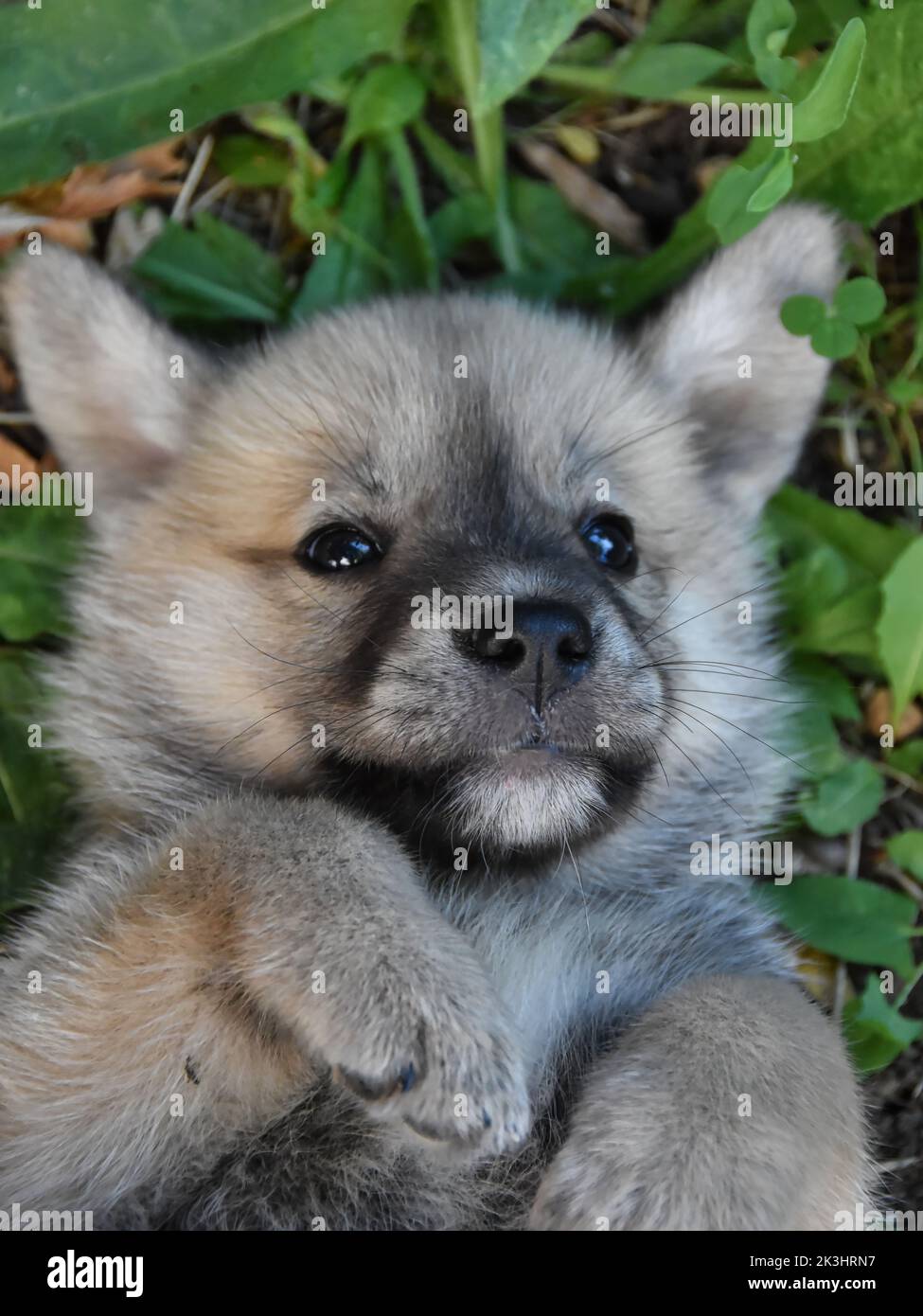 cute little puppy Stock Photo - Alamy