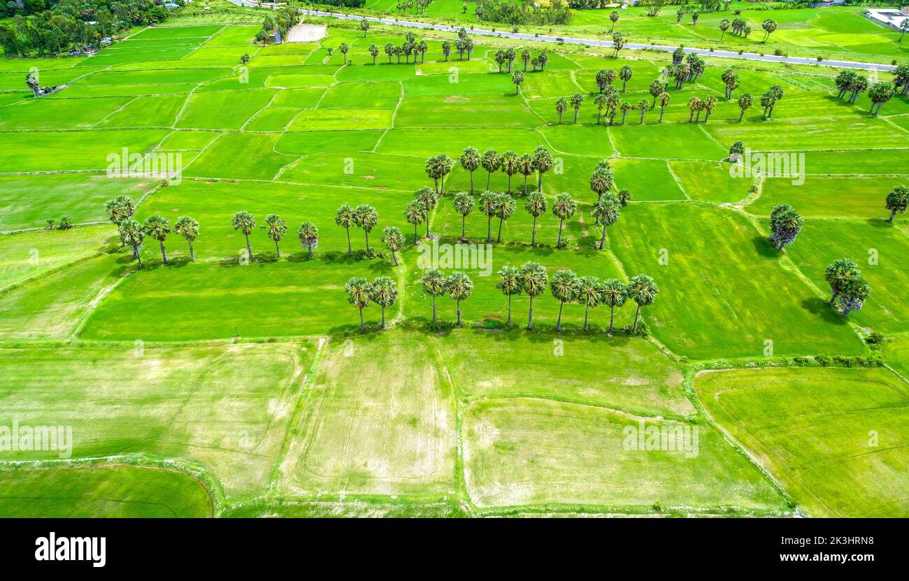 Ta Pa rice fields are beautiful in the morning, interspersed with ...