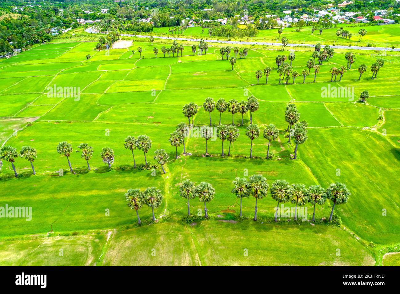 Ta Pa rice fields are beautiful in the morning, interspersed with ...
