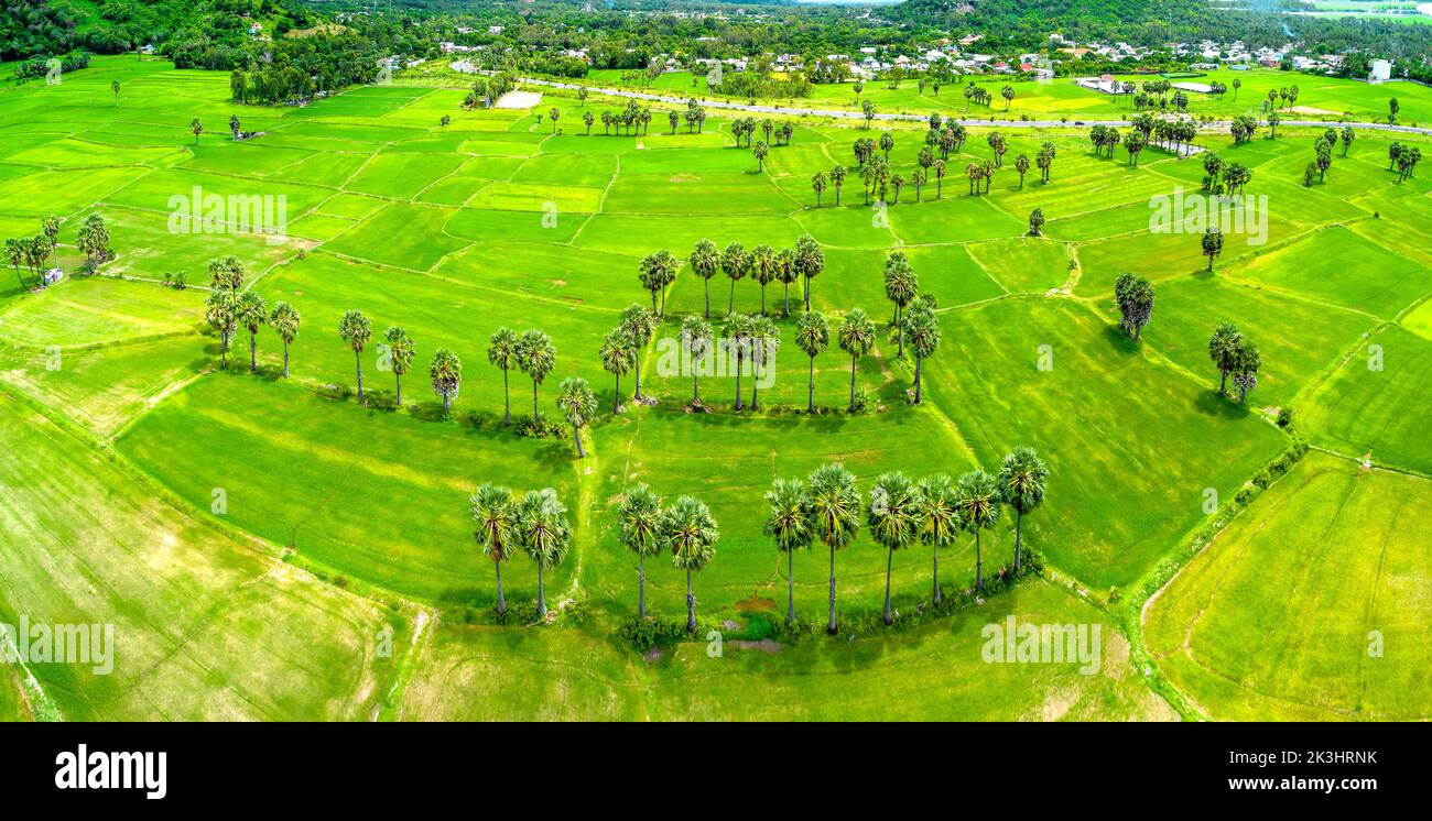 Ta Pa rice fields are beautiful in the morning, interspersed with ...