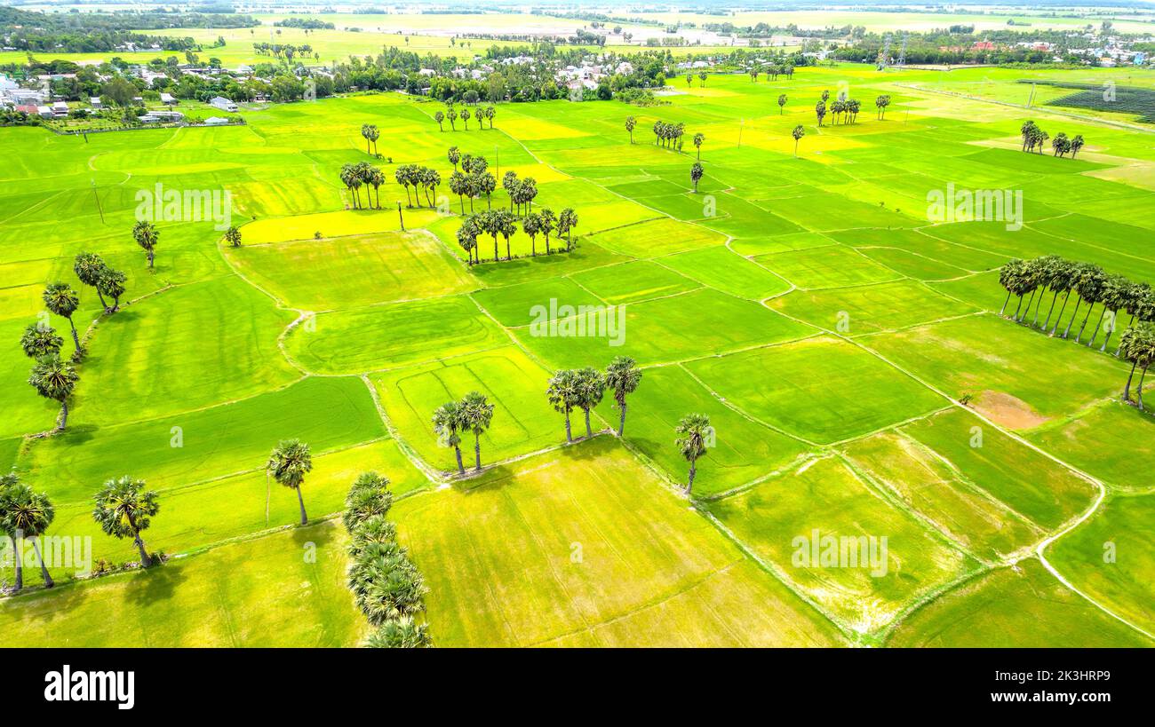 Ta Pa rice fields are beautiful in the morning, interspersed with ...