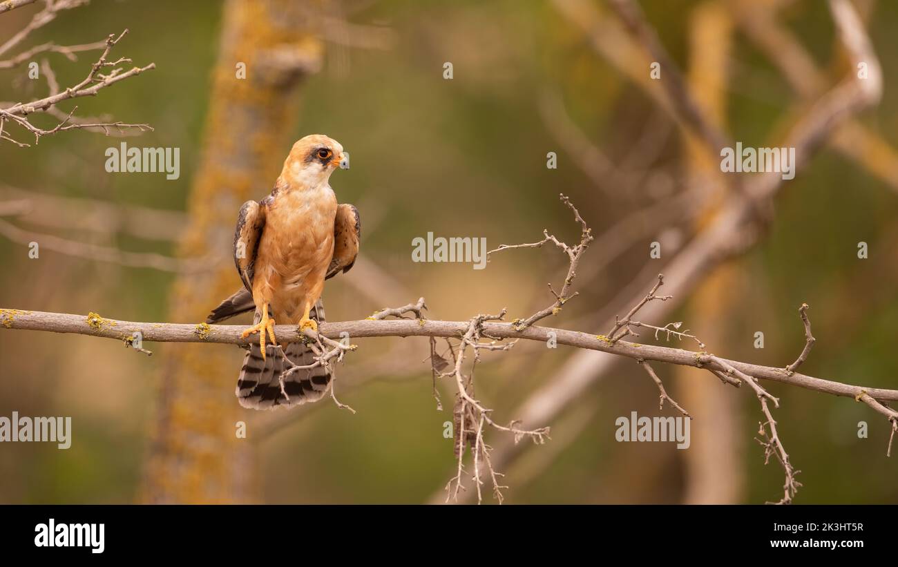 red-footed falcon female perching in a tree illuminated by morning sun ...